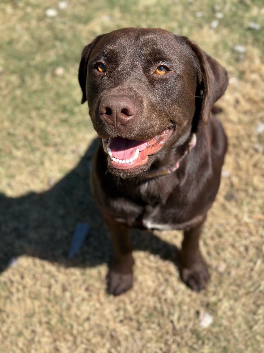 Benny (9644) - Large Male Labrador Mix Dog in NSW - PetRescue