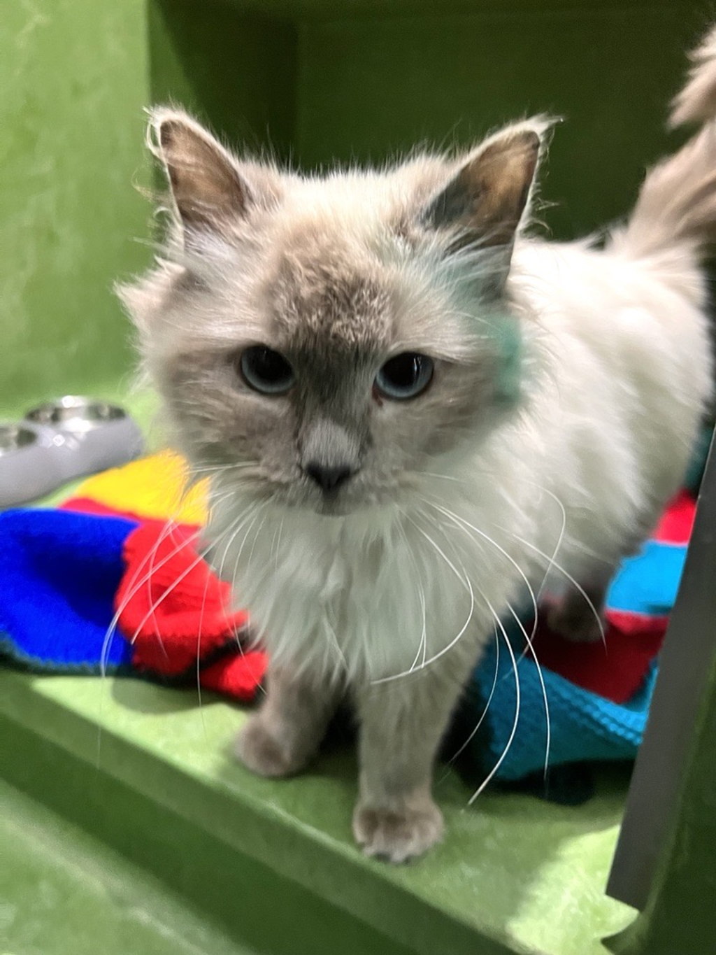 Gazelle - Female Ragdoll Cat in VIC - PetRescue
