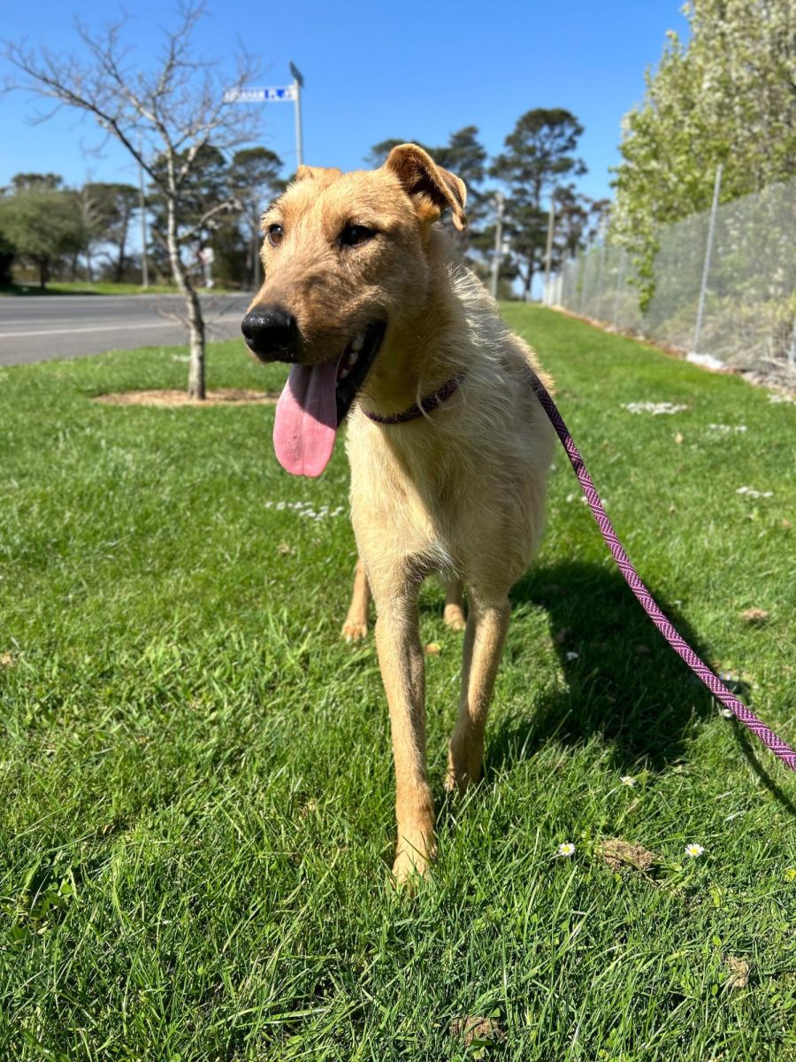 Stanley - Large Male Staghound Dog in VIC - PetRescue