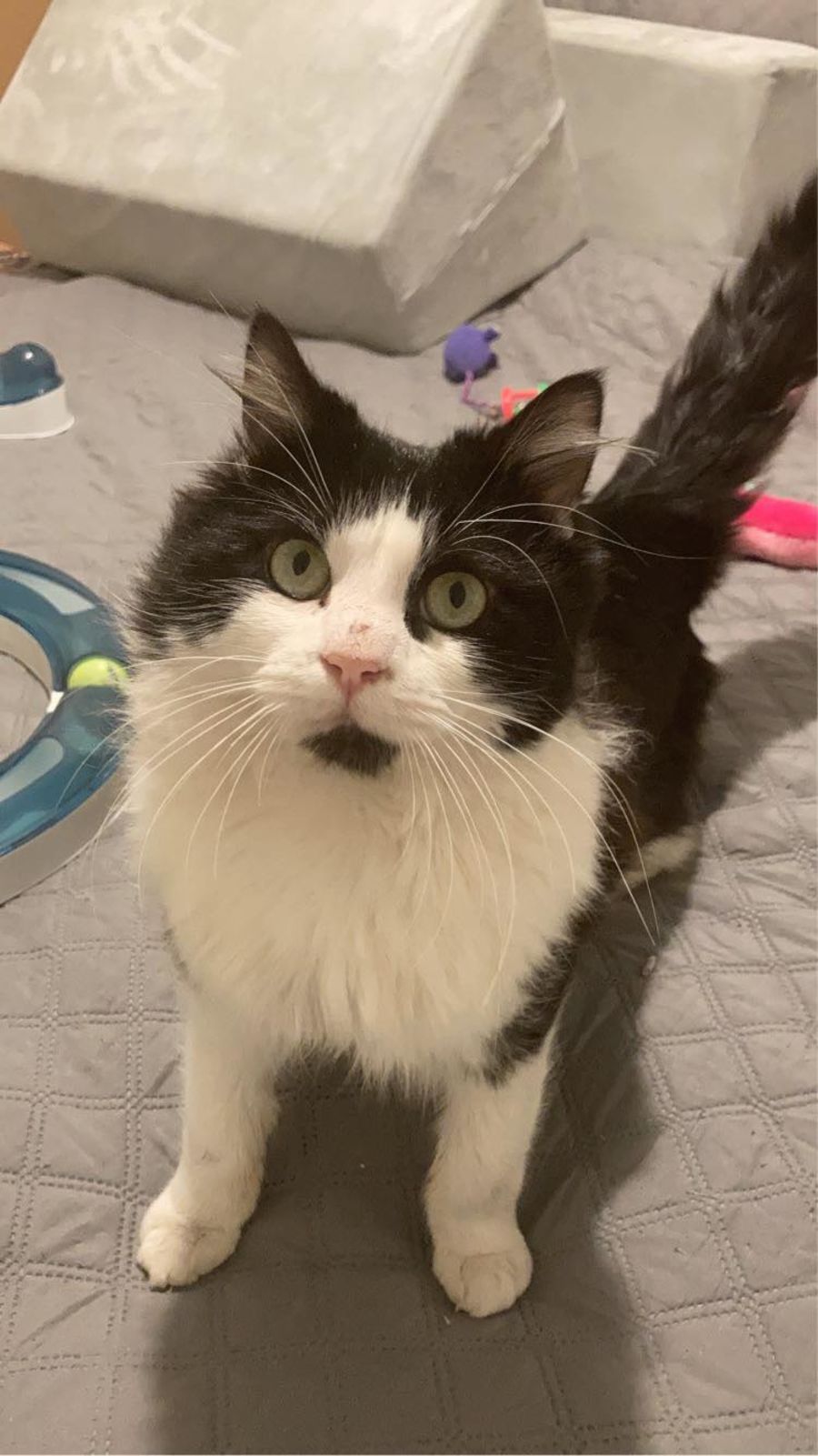 Forever Friends Animal Rescue Latrobe - PetRescue