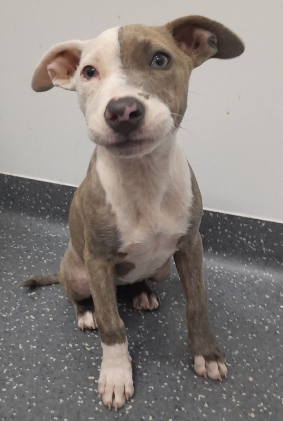 Pikelet - Medium Female Staffy x Jack Russell Terrier Mix Dog in QLD ...