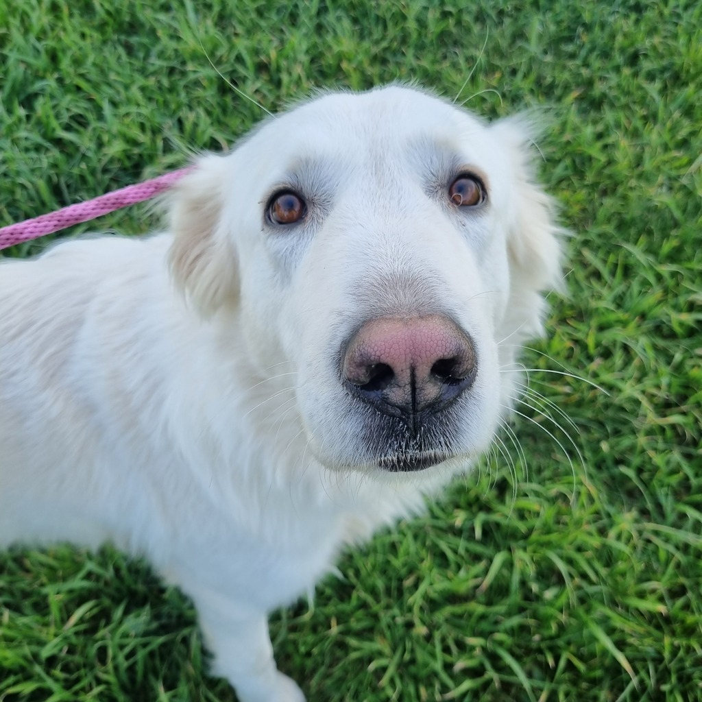 Liah - Large Female Maremma Sheepdog Mix Dog in VIC - PetRescue