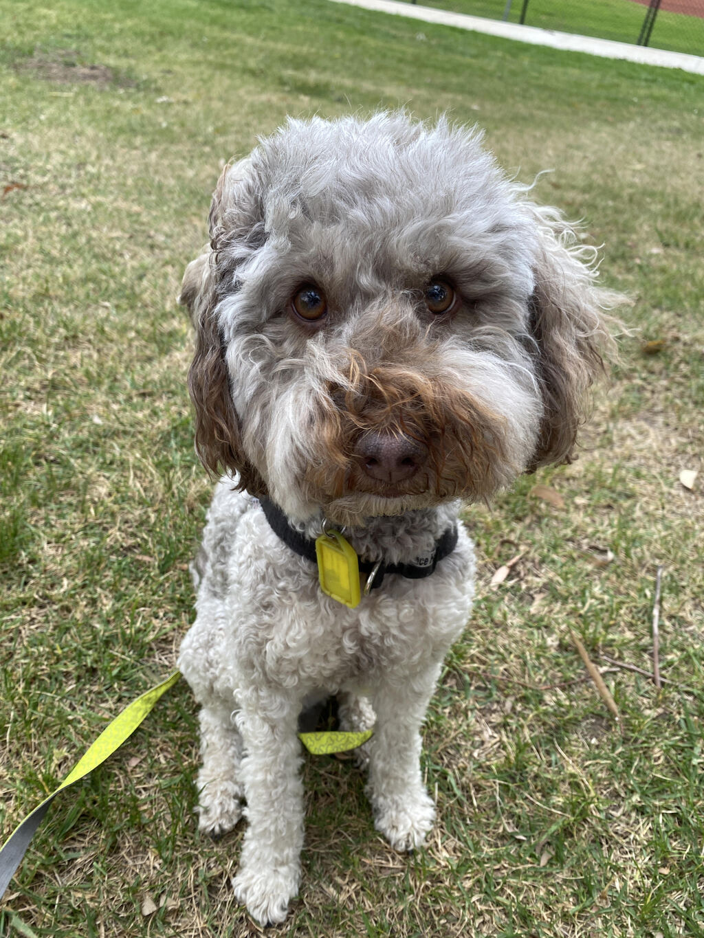 Belle - Small Female Groodle Mix Dog in VIC - PetRescue