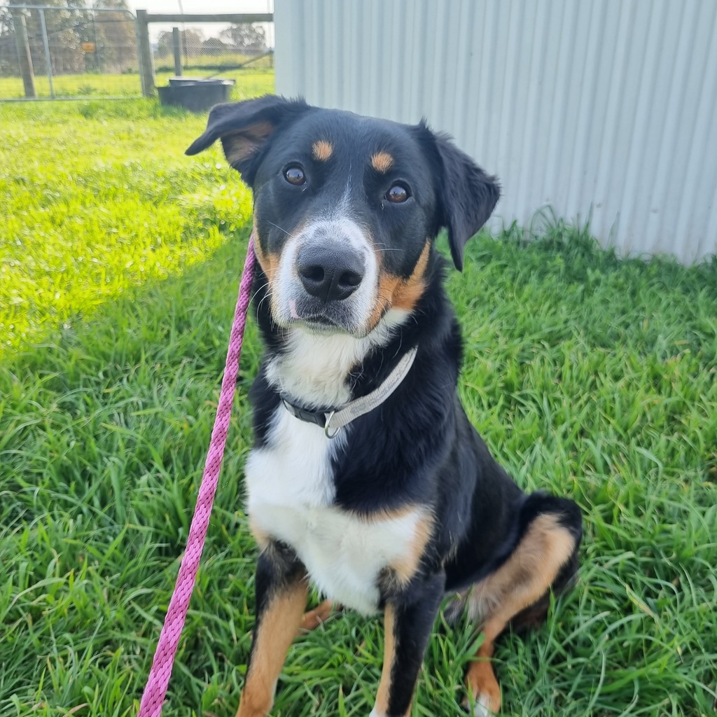 Alfie - Medium Male Border Collie x Kelpie Mix Dog in VIC - PetRescue