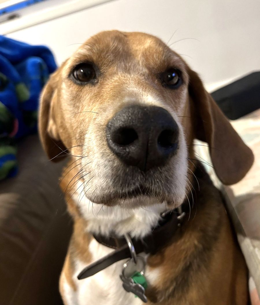 Billy - Medium Male Beagle Dog in VIC - PetRescue