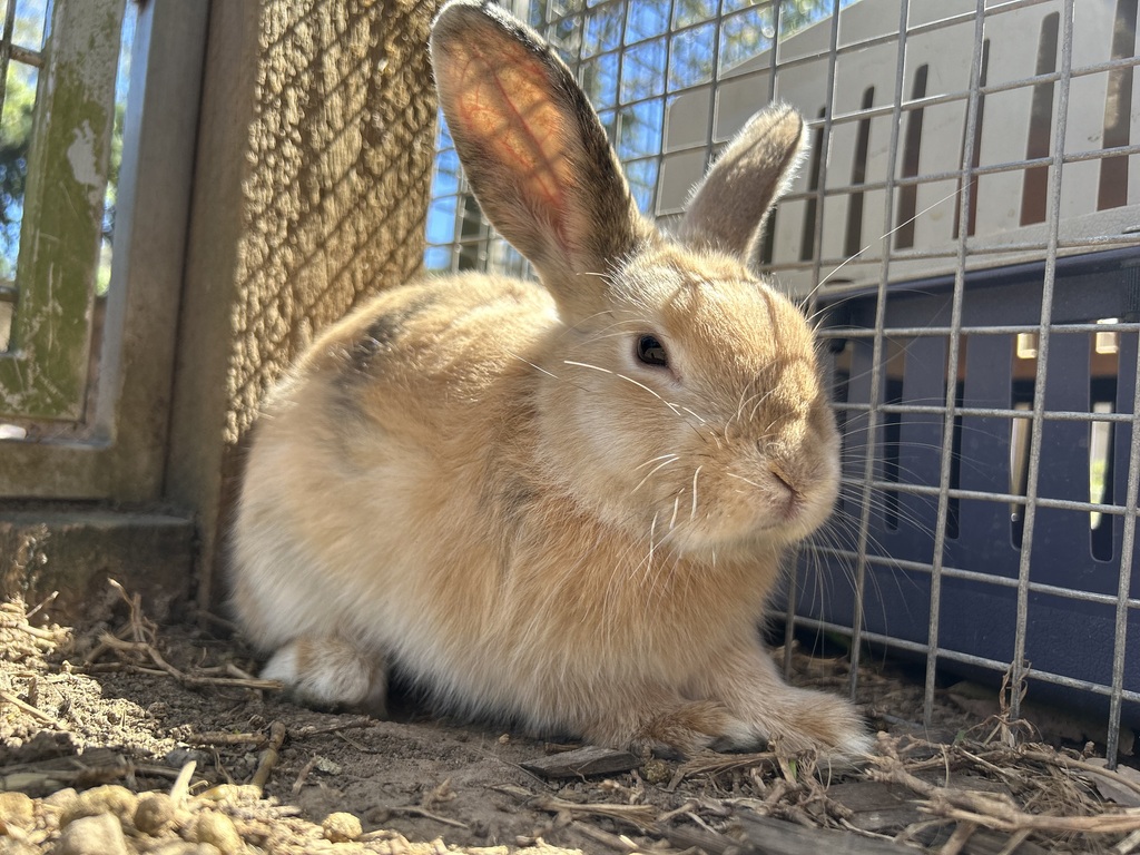 Jarrah - Male Lop Eared Mix Rabbit in NSW - PetRescue