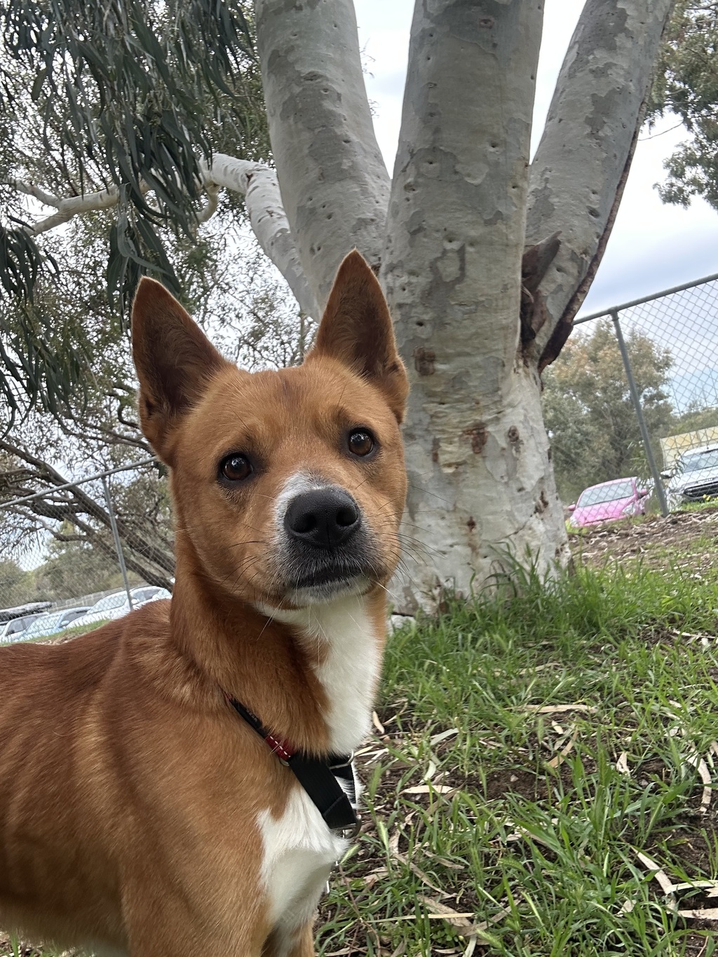 Socks - Medium Male Medium Crossbreed Mix Dog in WA - PetRescue