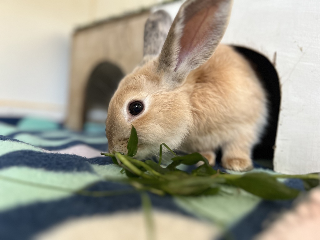 Walnut - Male Lop Eared Mix Rabbit in NSW - PetRescue