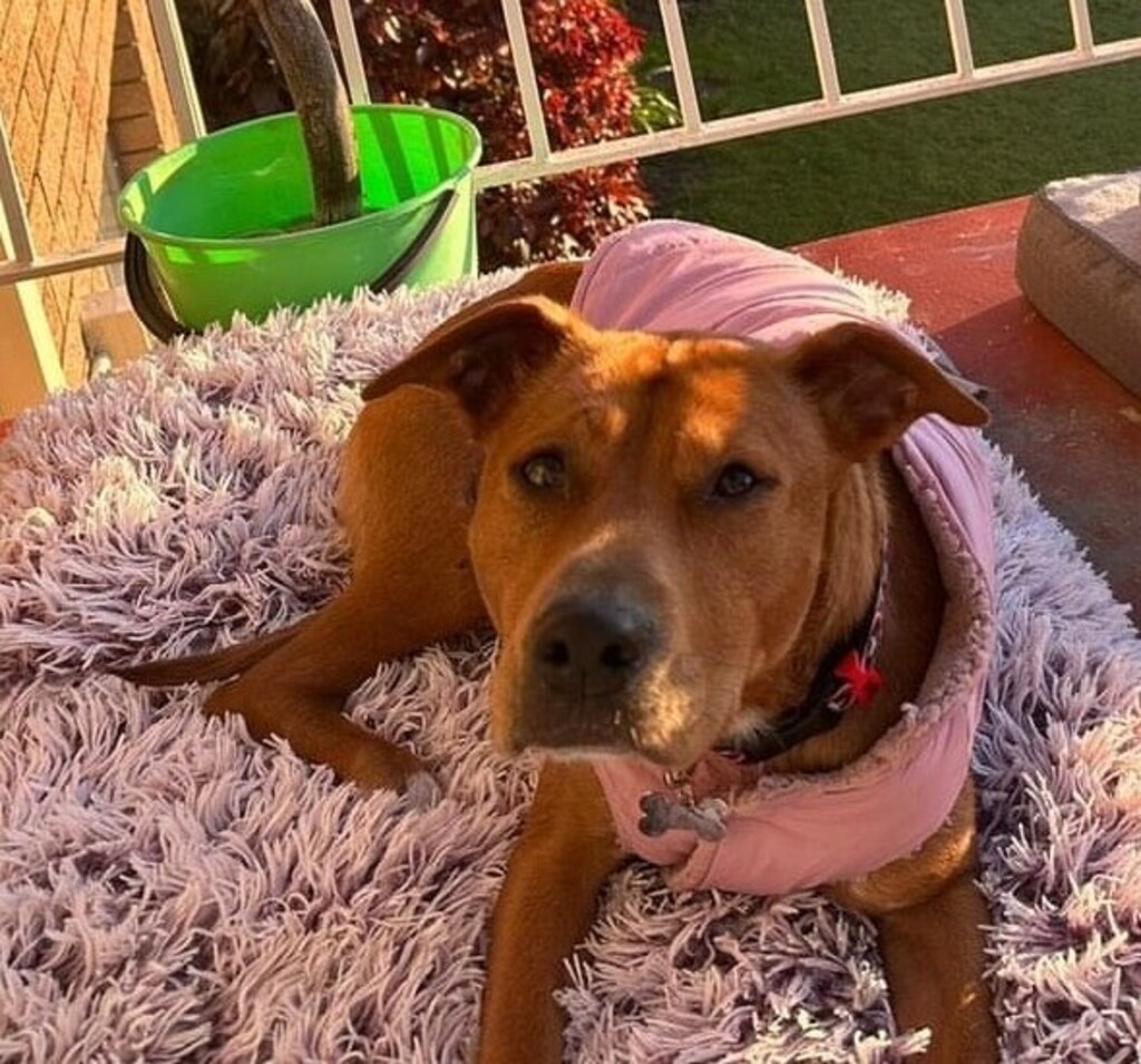 Sandy - Medium Female Medium Crossbreed Mix Dog in WA - PetRescue