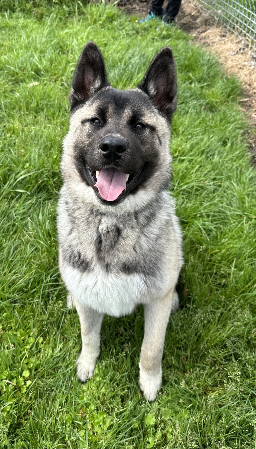 Malakai - Large Male Akita Inu x Samoyed Mix Dog in VIC - PetRescue