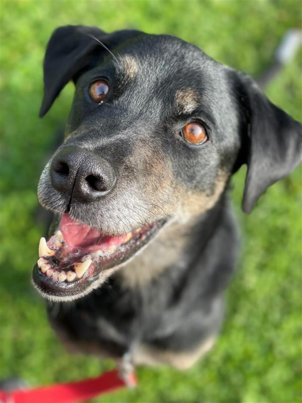 Letty - Medium Female Kelpie x Labrador Mix Dog in VIC - PetRescue