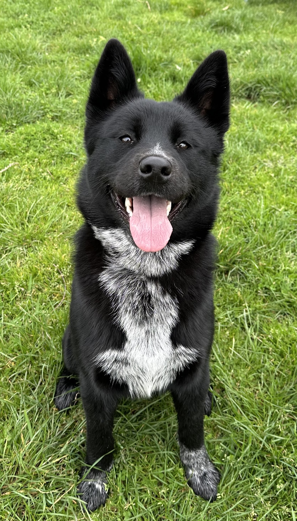 Bonnie - Medium Female Akita Inu x Samoyed Mix Dog in VIC - PetRescue
