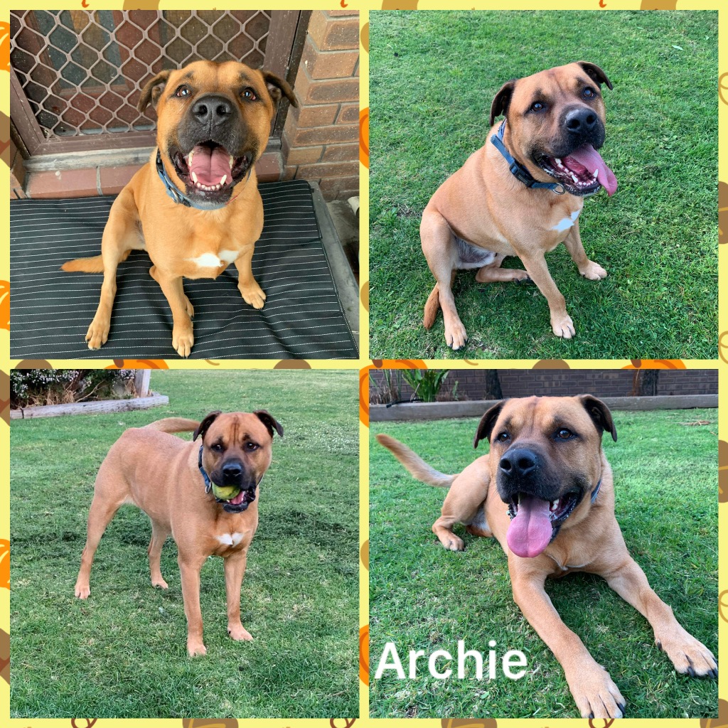 Archie - Medium Male Rhodesian Ridgeback x Staffordshire Bull Terrier Mix Dog in WA - PetRescue