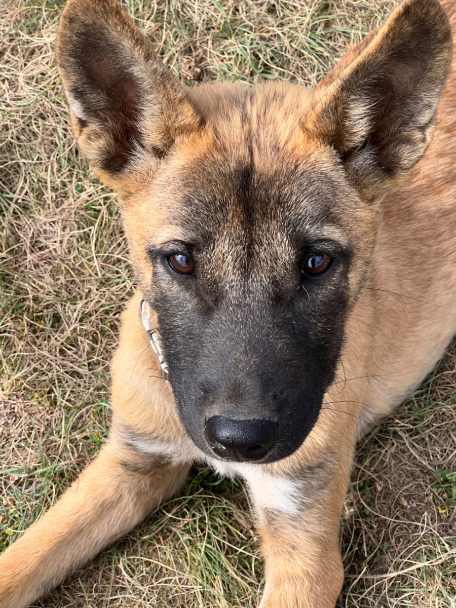 Koen - Medium Male Dingo Dog in NSW - PetRescue