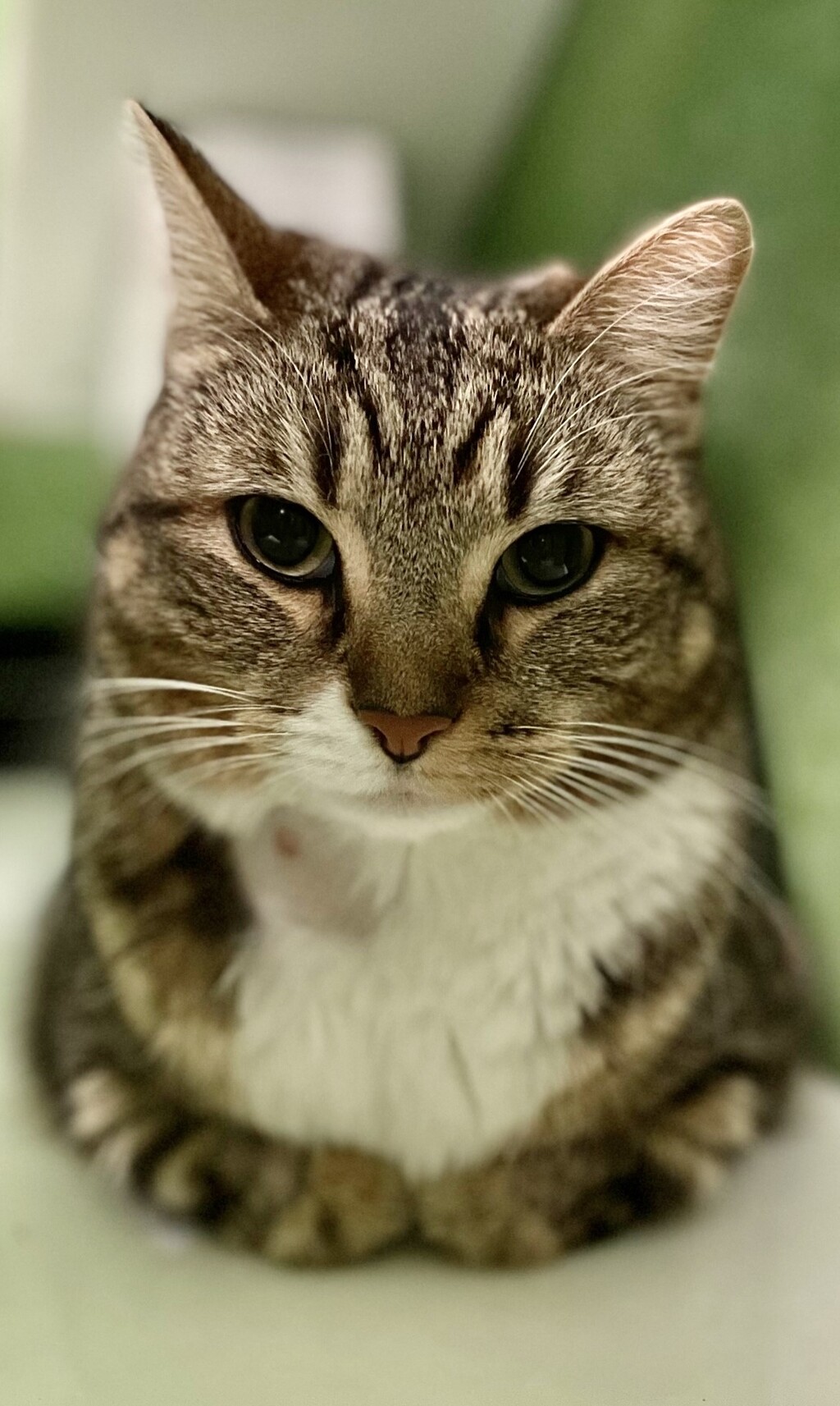 Tiger - Male Domestic Short Hair Cat in VIC - PetRescue