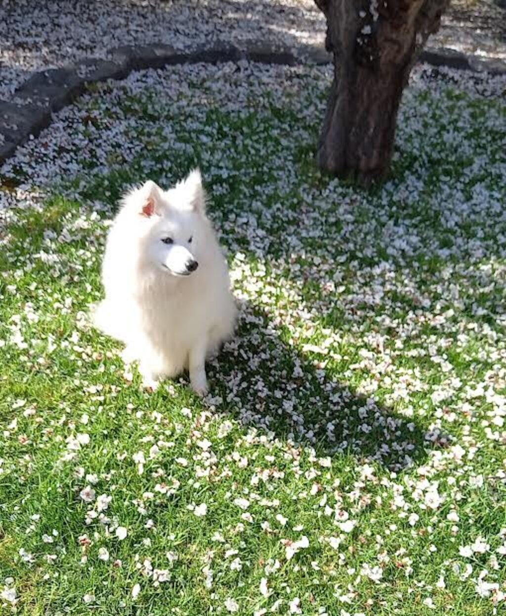 Shiloh - Small Female Japanese Spitz Mix Dog in VIC - PetRescue