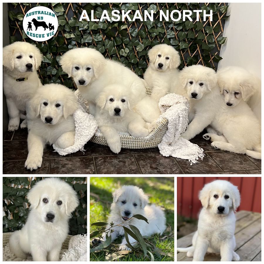 Alaskan North - Large Male Maremma Sheepdog Dog in VIC - PetRescue