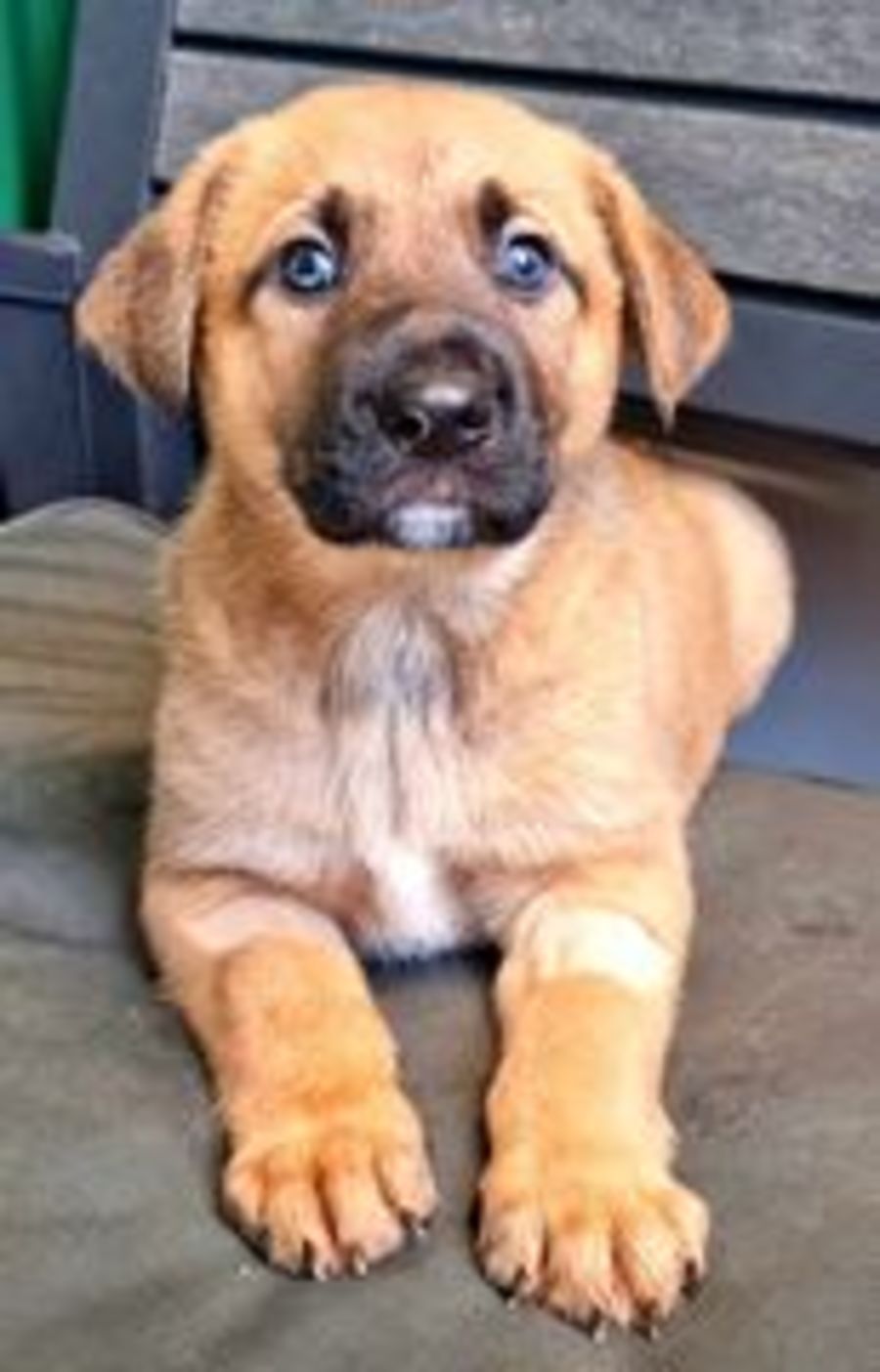 Pip - Large Male German Shepherd Mix Dog in NSW - PetRescue