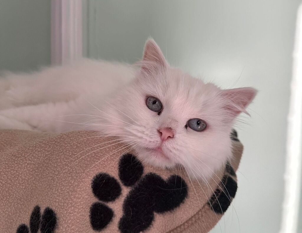 Ivy - Female Himalayan x Ragdoll Mix Cat in ACT - PetRescue