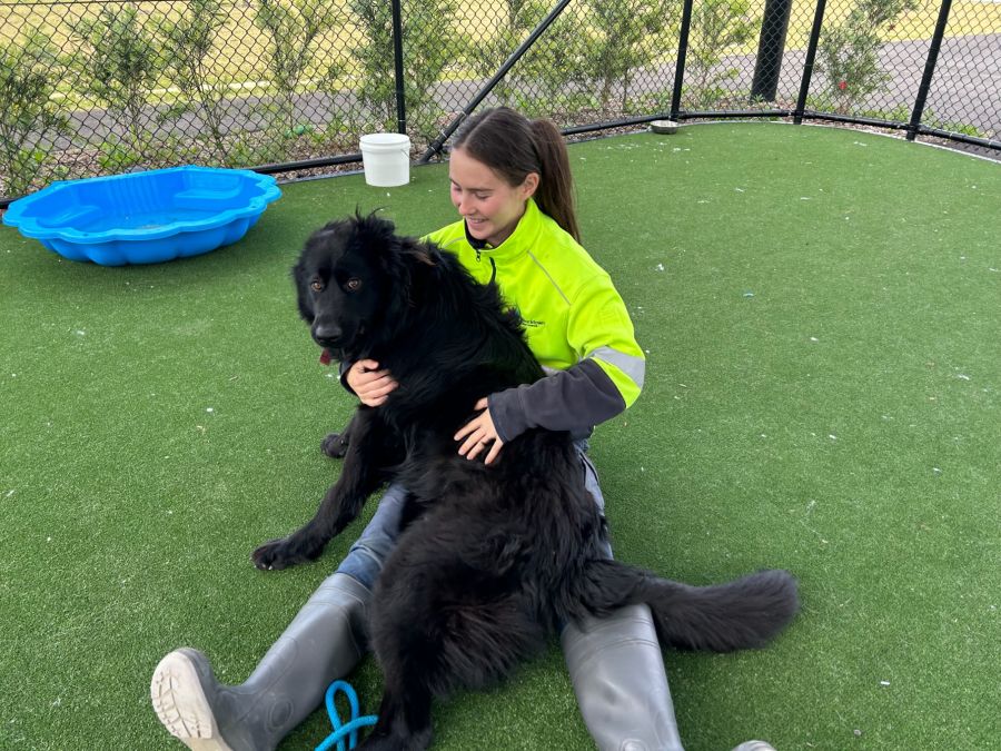 Yeti (imp. 1391) - Large Male German Shepherd Dog in NSW - PetRescue