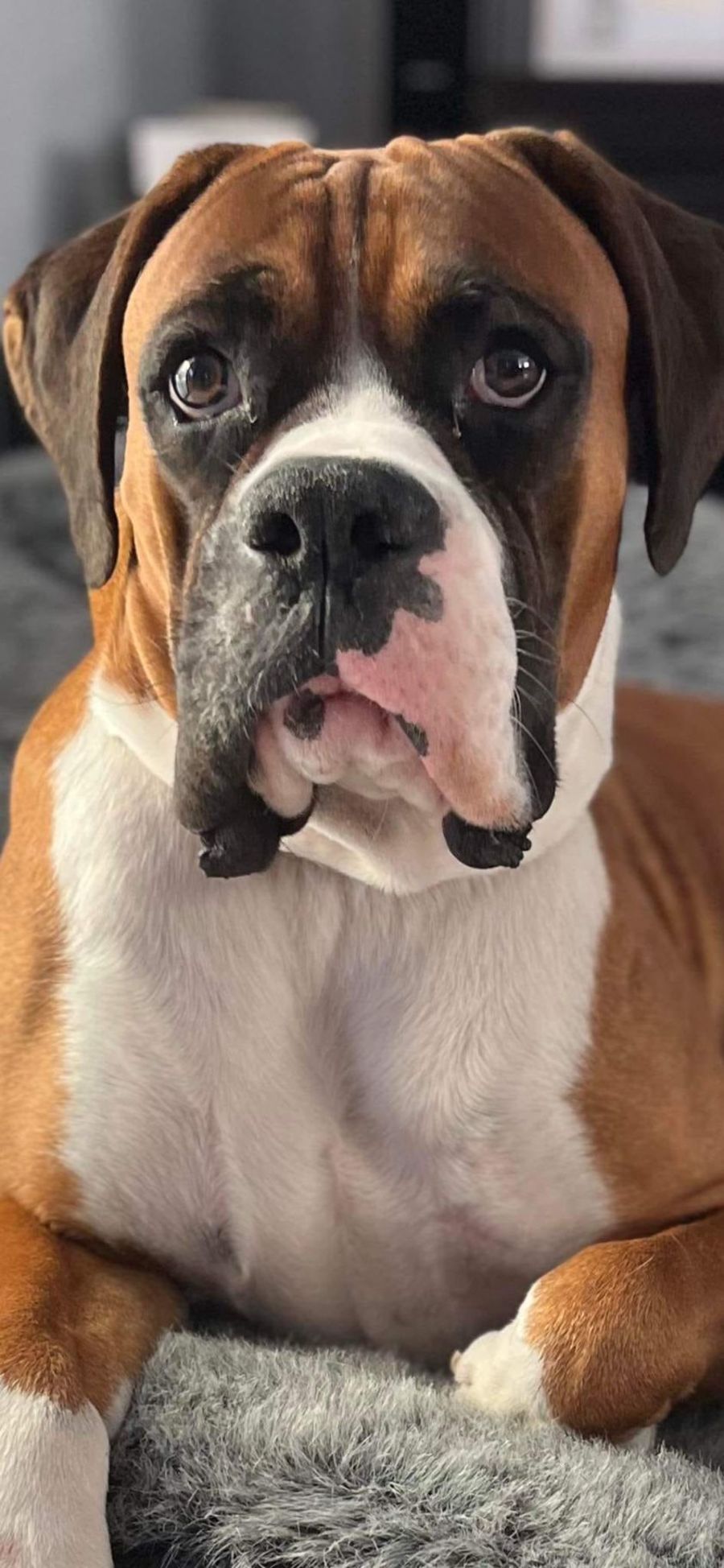 Moose - Medium Male Boxer Dog in NSW - PetRescue
