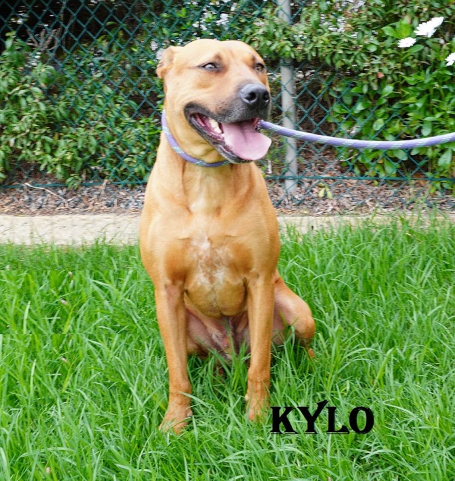 Kylo - Medium Male Cross breed Dog in WA - PetRescue