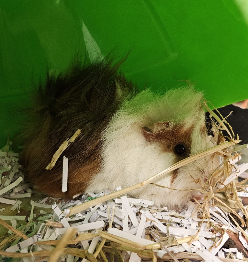 Isabella - Female Short-hair Sheltie (Long Haired) Mix Guinea Pig in ...
