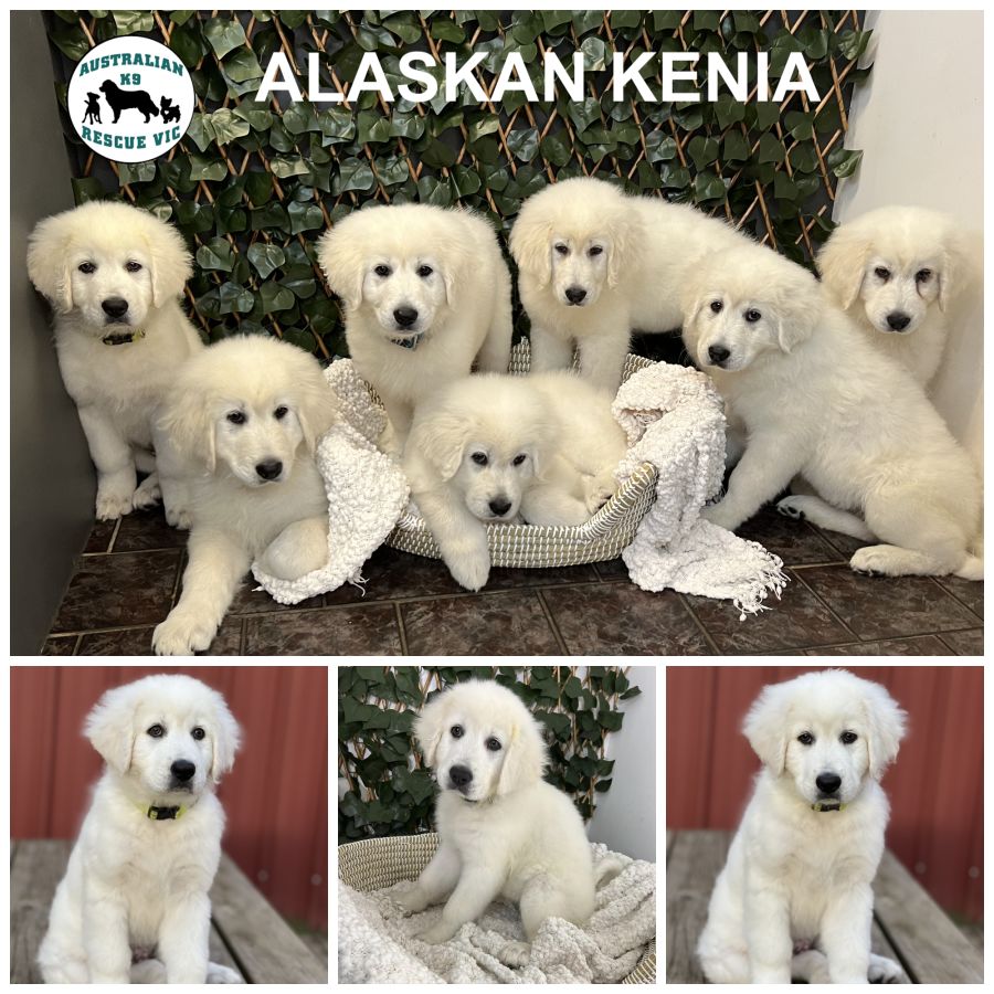 Alaskan Kenia - Large Female Maremma Sheepdog Dog in VIC - PetRescue