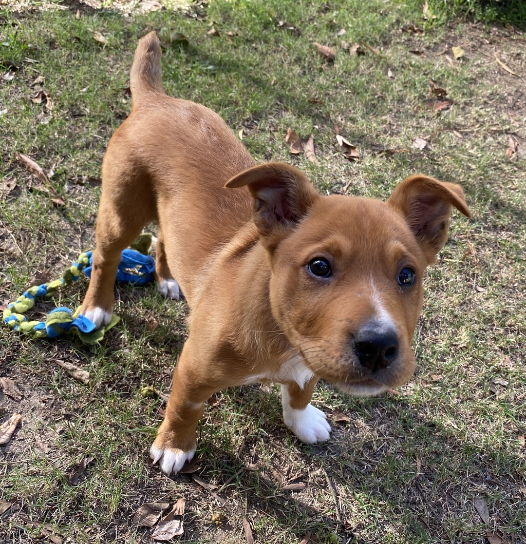 Crumpet - Small Male Australian Stumpy Tail Cattle Dog x English ...