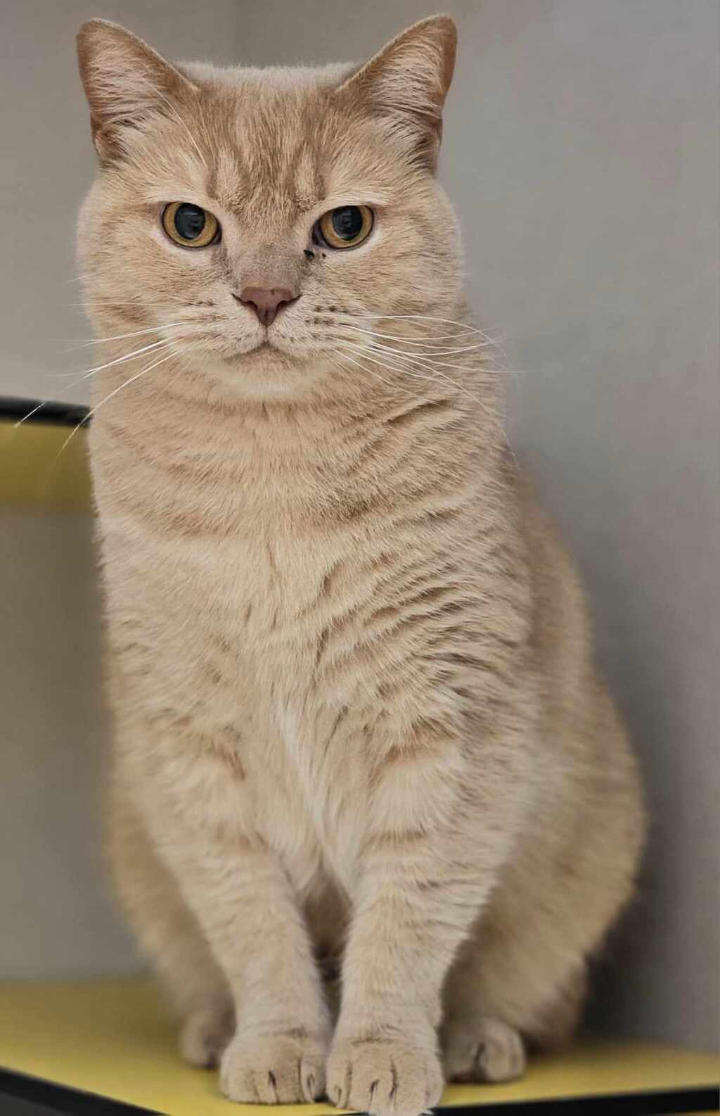 Cheddar - Male British Shorthair Mix Cat in QLD - PetRescue