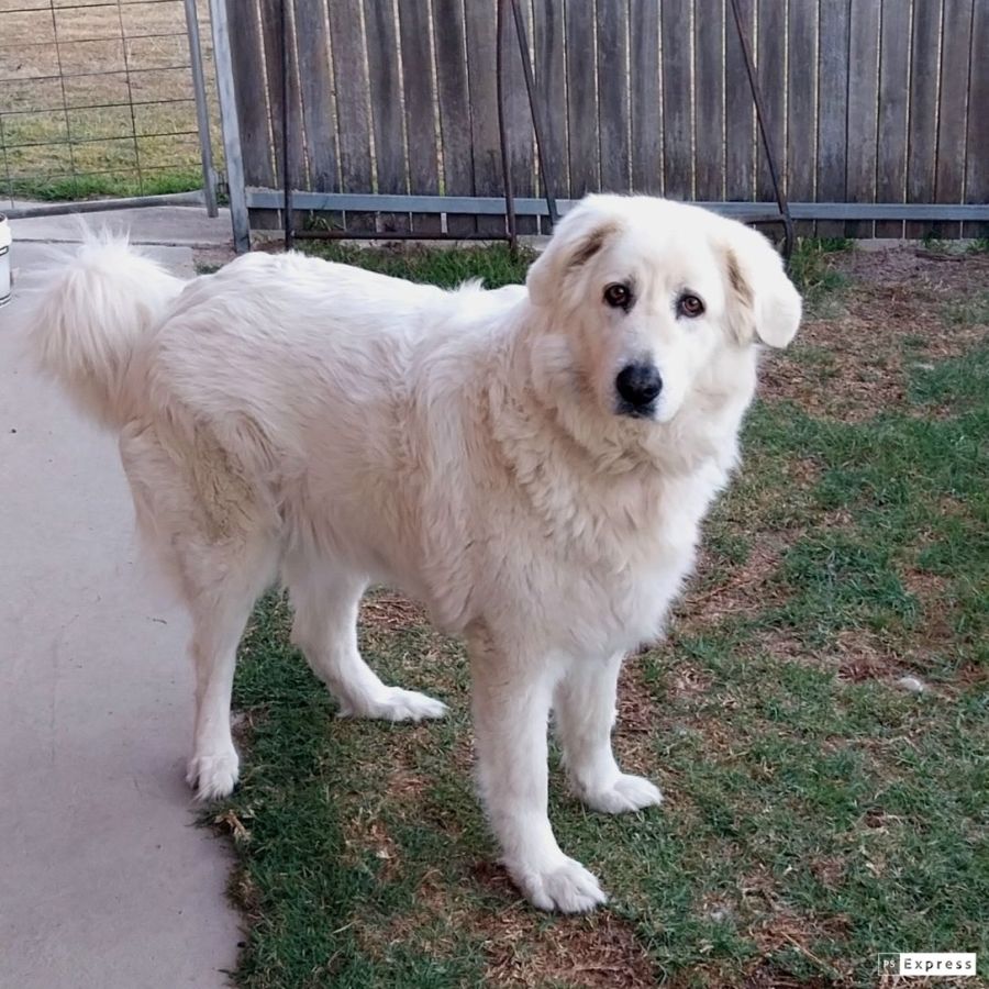 Tara - Medium Female Maremma Sheepdog Dog in QLD - PetRescue