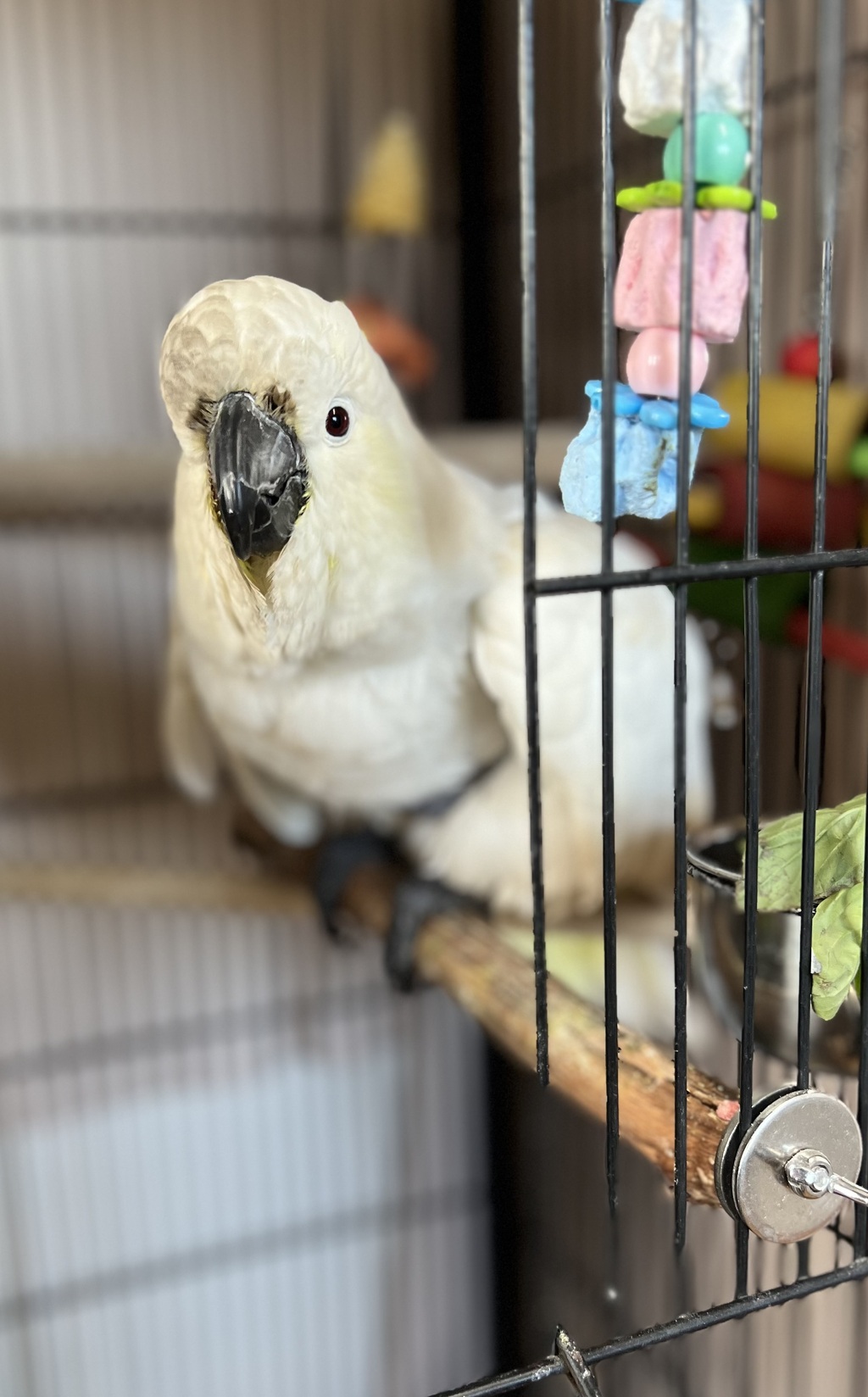 Cocko - Female Cockatoo Bird in ACT - PetRescue