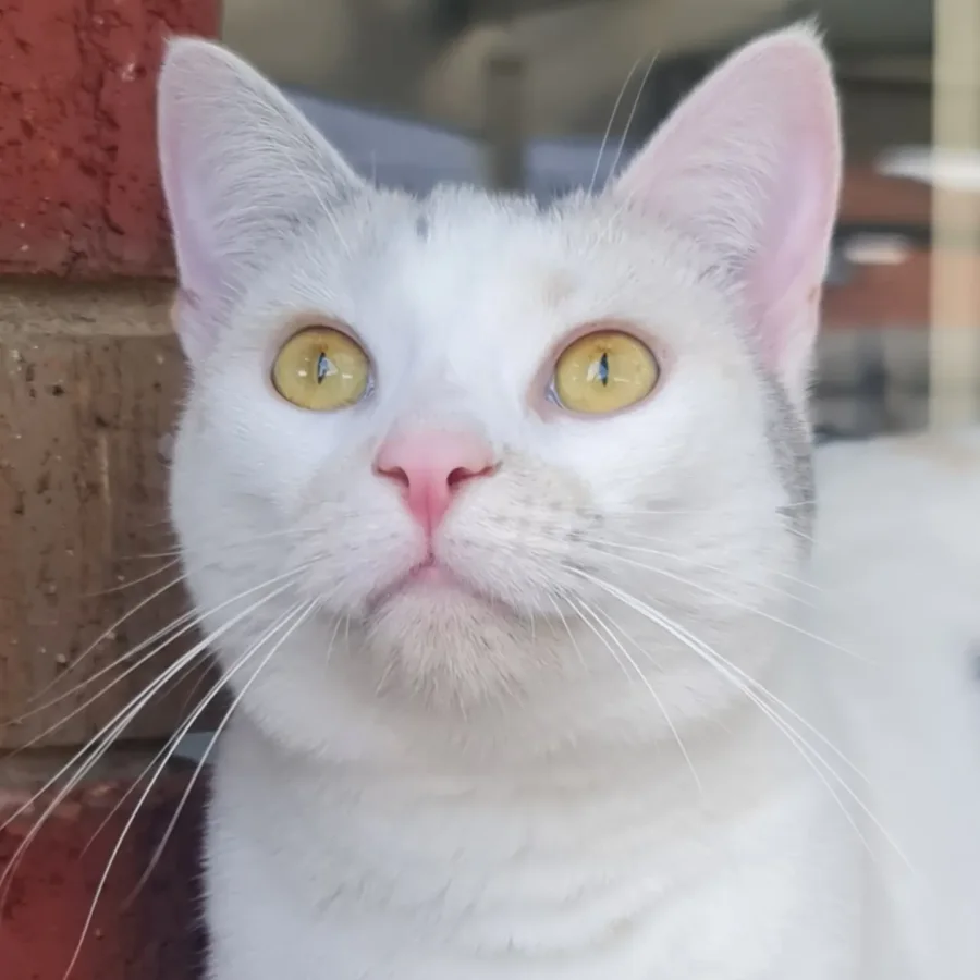 BON BON - Female Manx Cat in VIC - PetRescue
