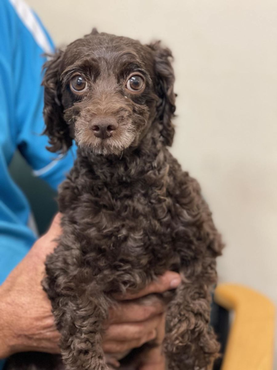 Pandora - Small Female Poodle x Cavalier King Charles Spaniel Dog in ...