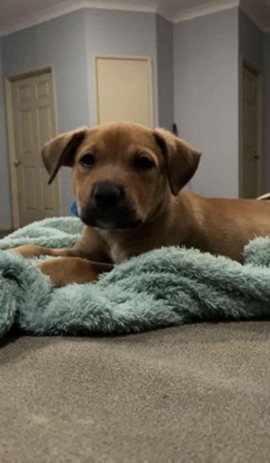 Cherry - Medium Female Staffy x Kelpie Mix Dog in QLD - PetRescue