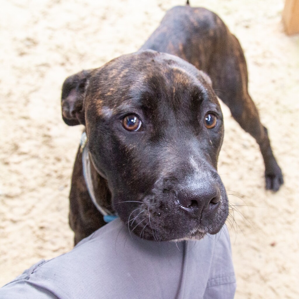 Rosie - Medium Female Mastiff Mix Dog in VIC - PetRescue