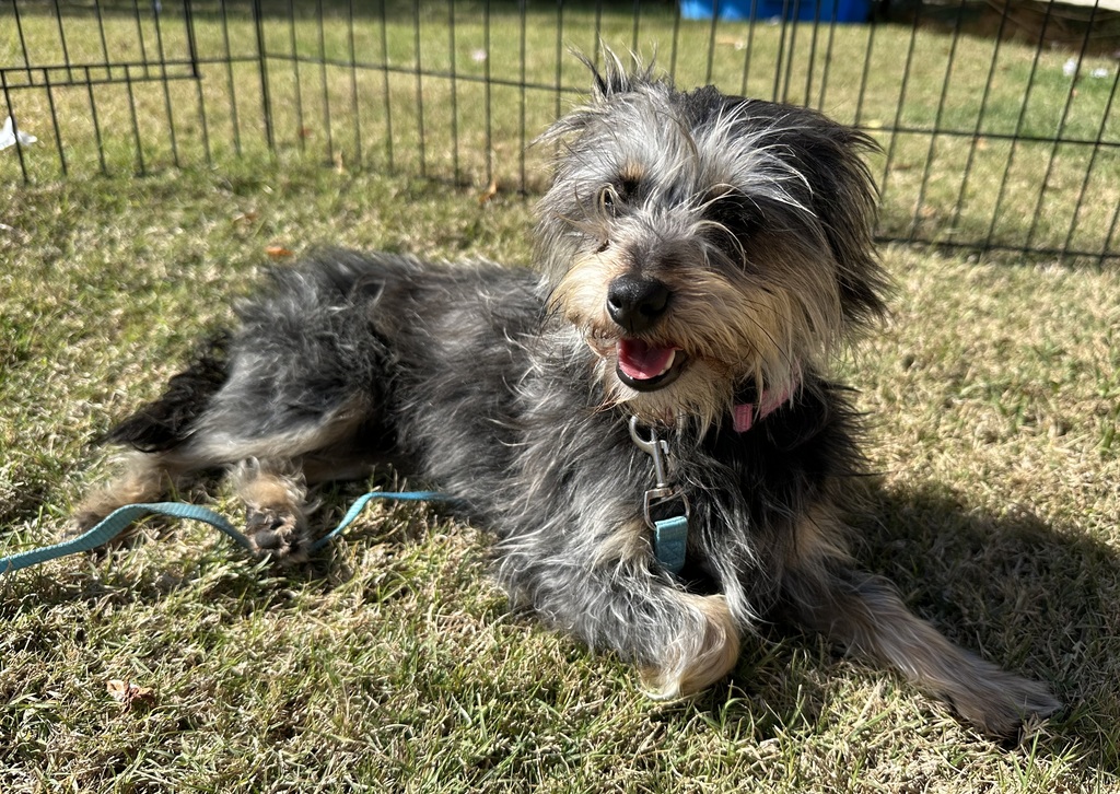 Dotty - Small Female Australian Silky Terrier Mix Dog in QLD - PetRescue