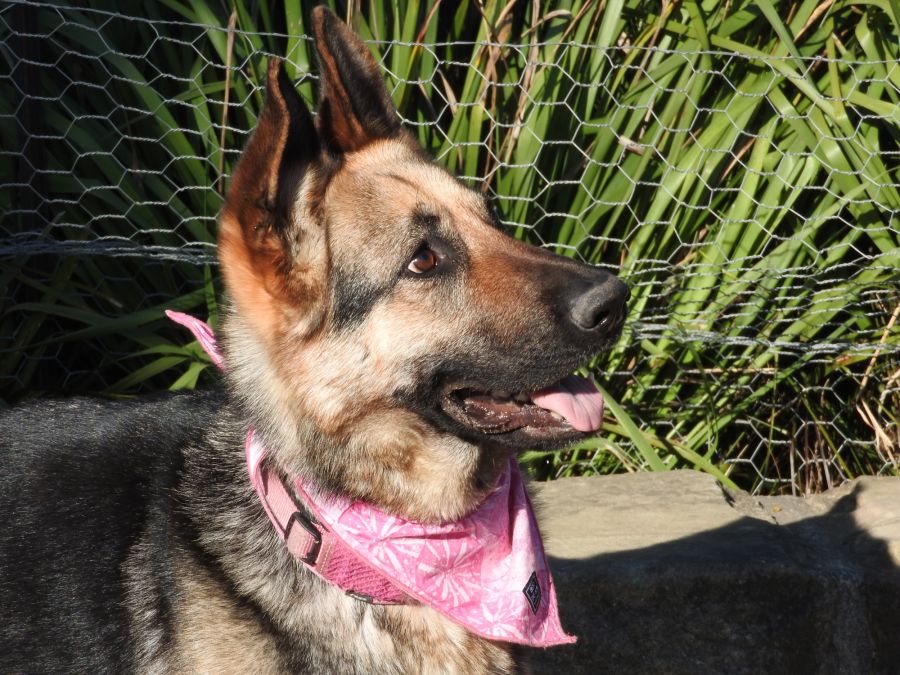 Layla - Large Female German Shepherd Dog in NSW - PetRescue