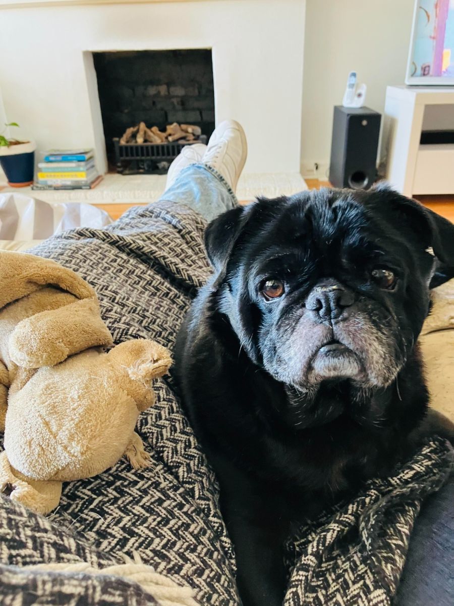 Leo - Small Male Pug Mix Dog in SA - PetRescue