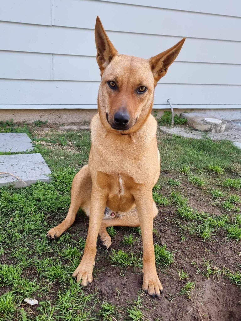 Ringo - Medium Male Mixed Breed Mix Dog in QLD - PetRescue