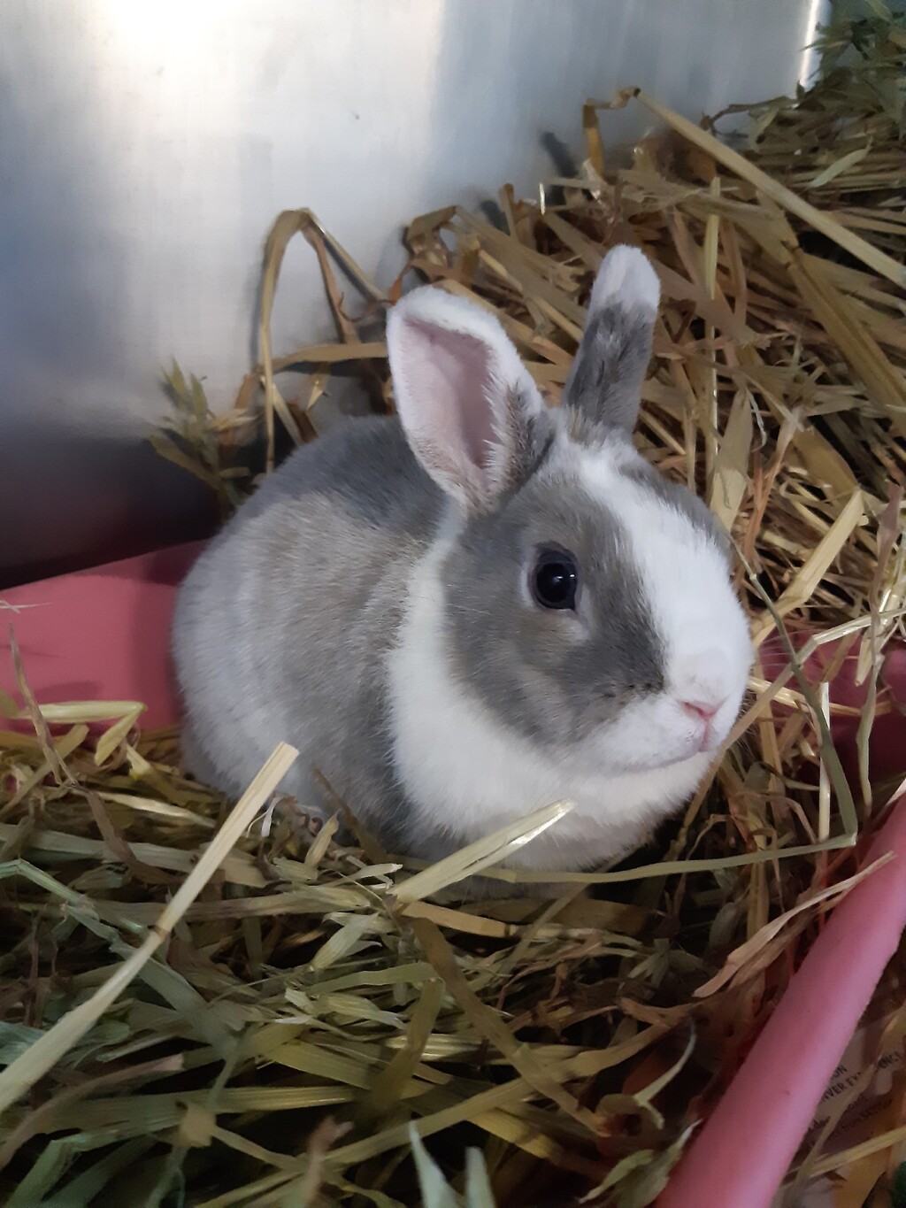 Thumper - Female Netherland Dwarf Rabbit in VIC - PetRescue