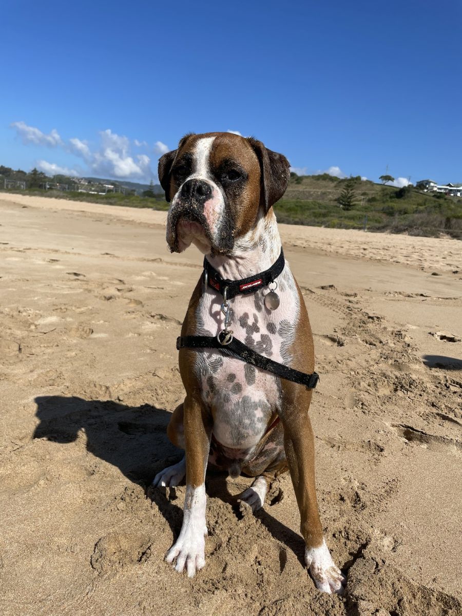 Alfie - Medium Male Boxer Dog in NSW - PetRescue