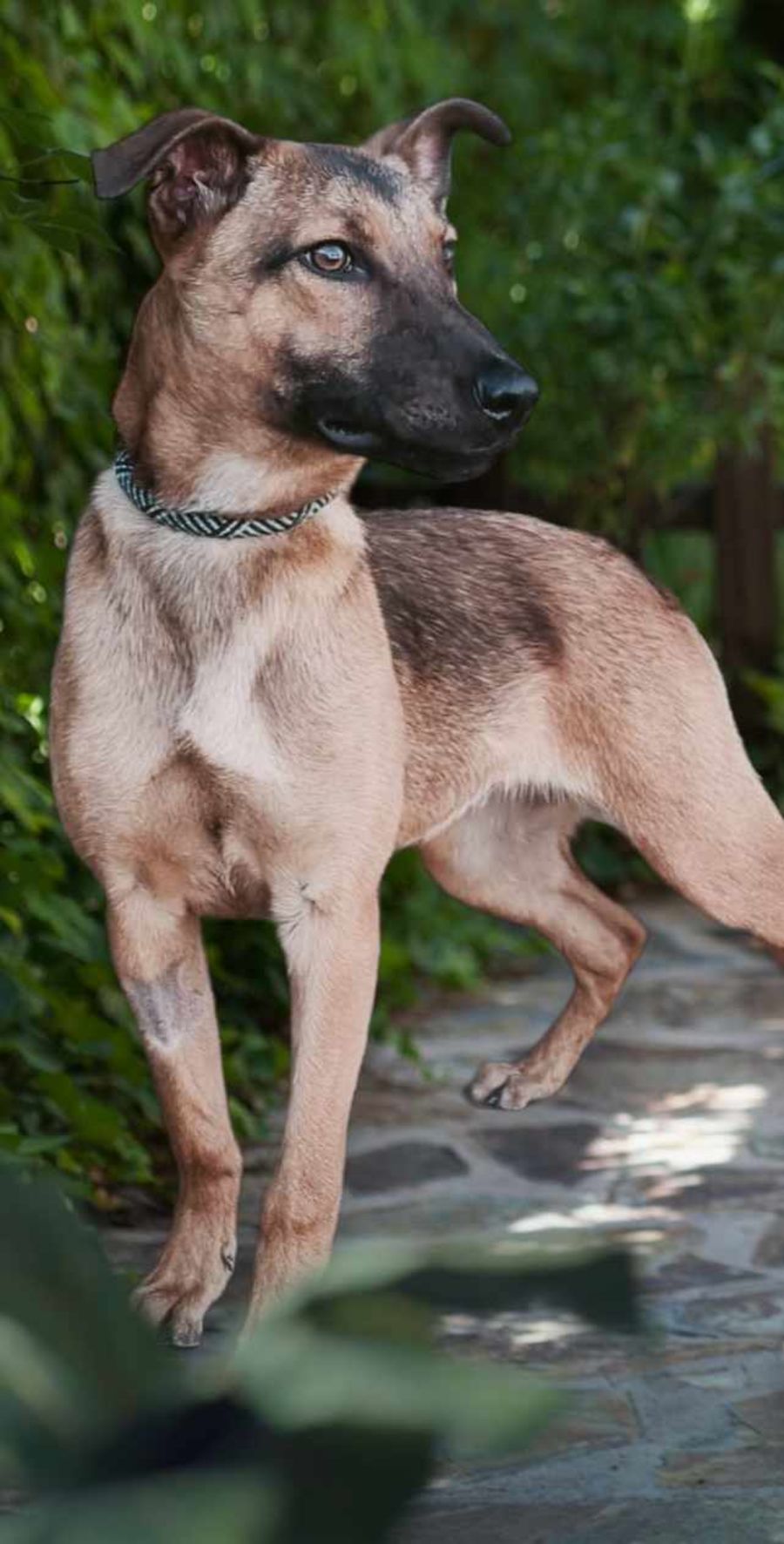 Rascal - Large Male Staghound Mix Dog in NSW - PetRescue