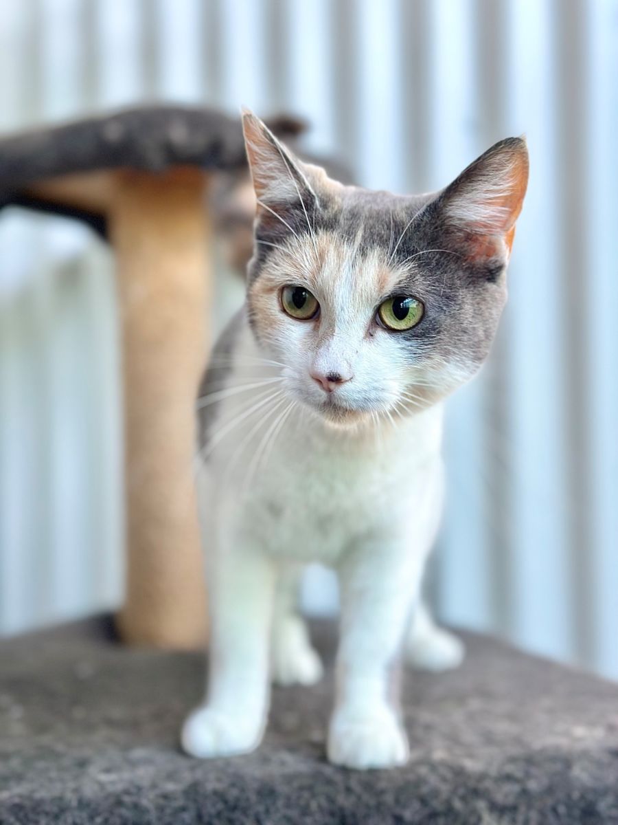 Fergie - Female Domestic Short Hair Cat in NSW - PetRescue