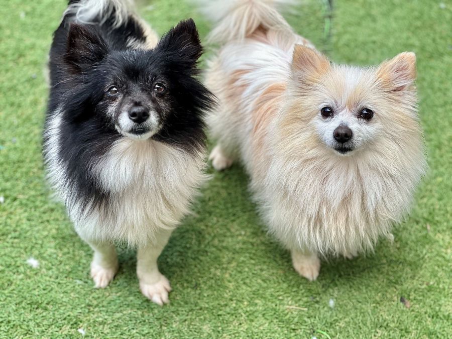 Coco and Chanel - Small Female Pomeranian x Miniature Fox Terrier Mix ...