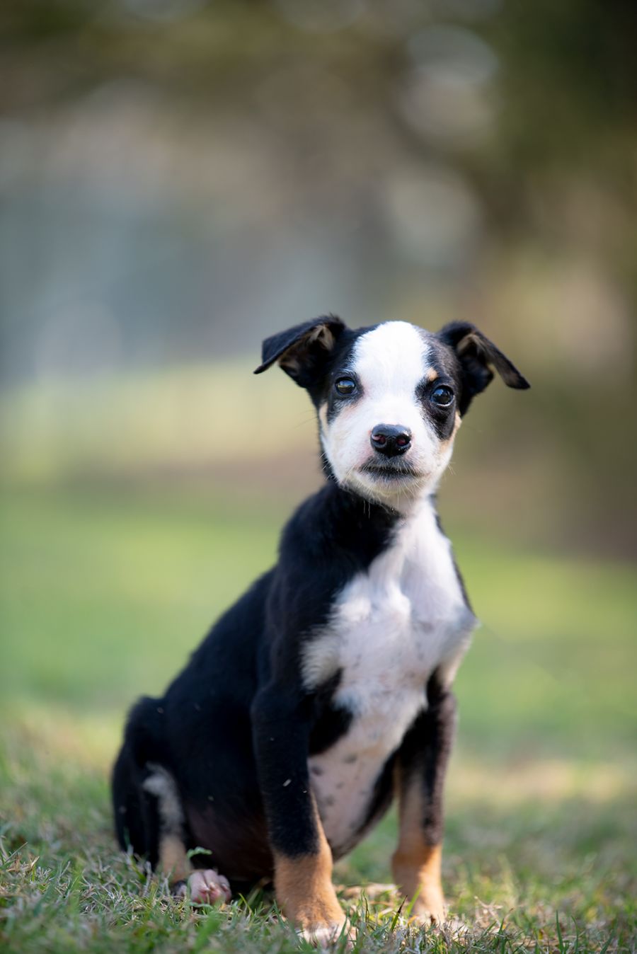Tanner - Medium Male Kelpie Mix Dog in NSW - PetRescue