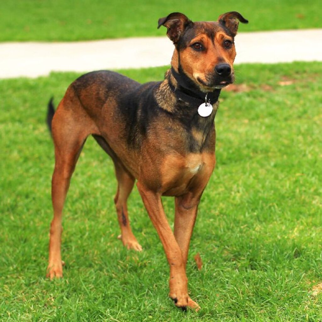 Trixie - Large Female Rottweiler x Staffordshire Bull Terrier Mix Dog ...