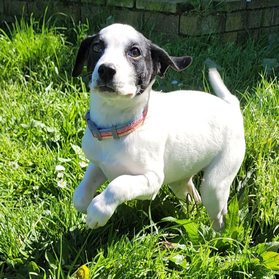 Wren - Medium Female German Shorthaired Pointer x Boxer Dog in VIC ...
