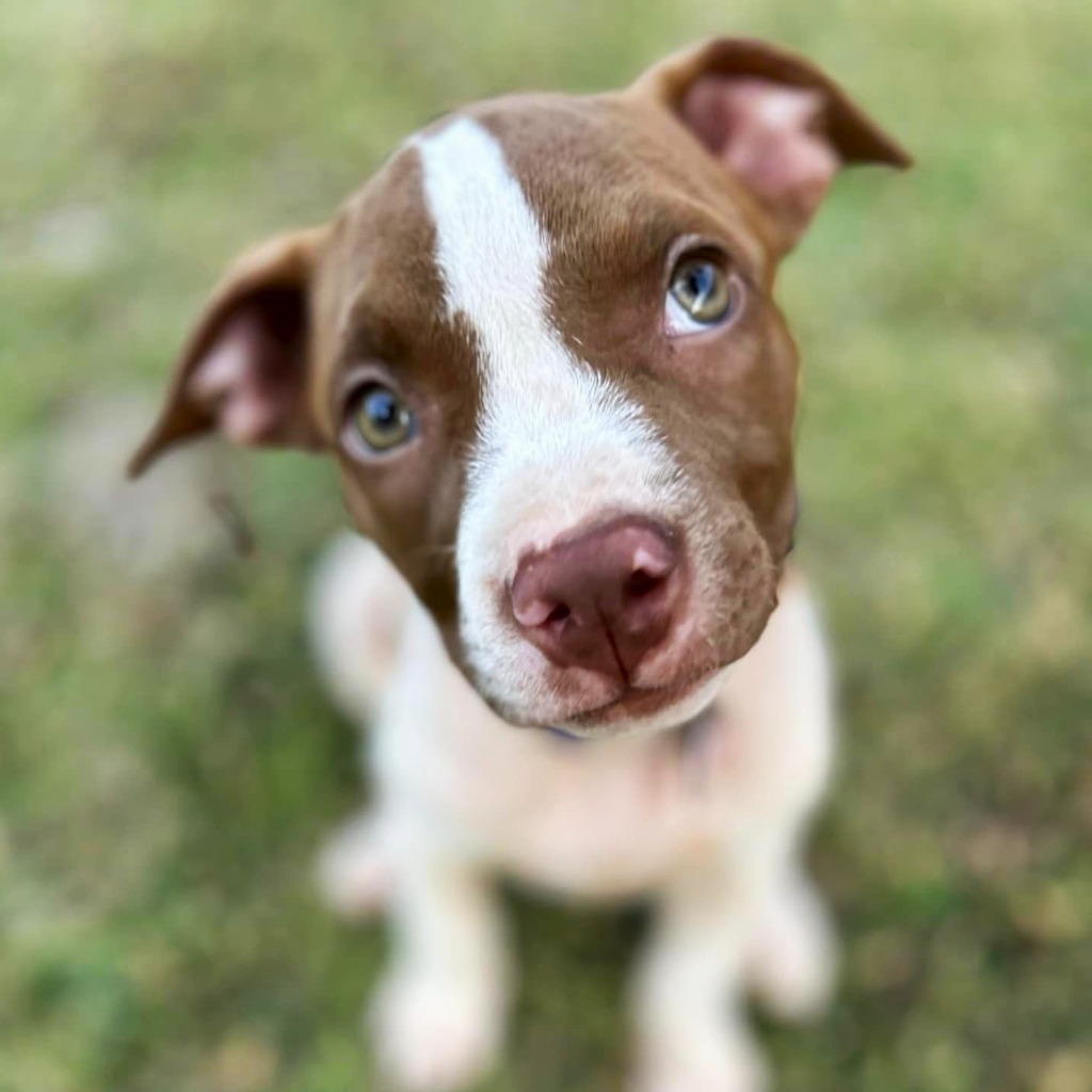 Bria - Medium Female Mixed Breed x American Staffordshire Bull Terrier Mix Dog in WA - PetRescue