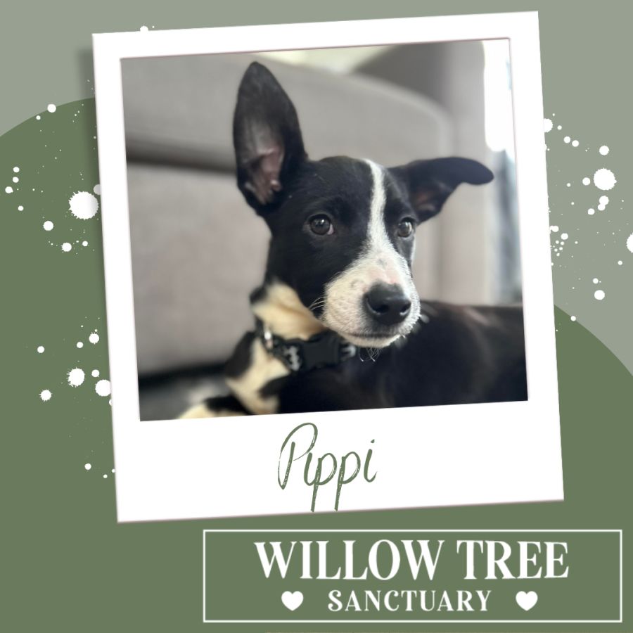 Pippi - Medium Female Border Collie Mix Dog in NSW - PetRescue
